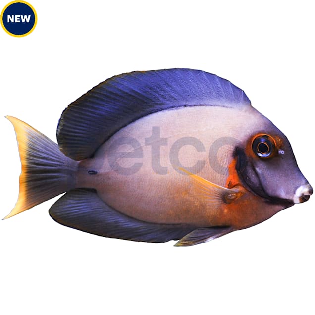 Petco Marine Fish Chocolate Tang Medium - Reef-Safe & Peaceful