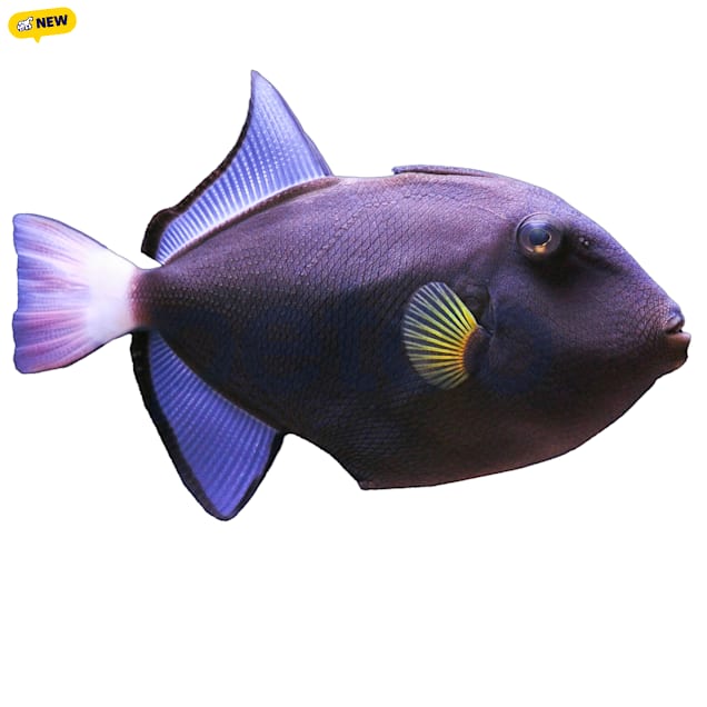 Pinktail Triggerfish - Vibrant & Easy-Care Marine Fish