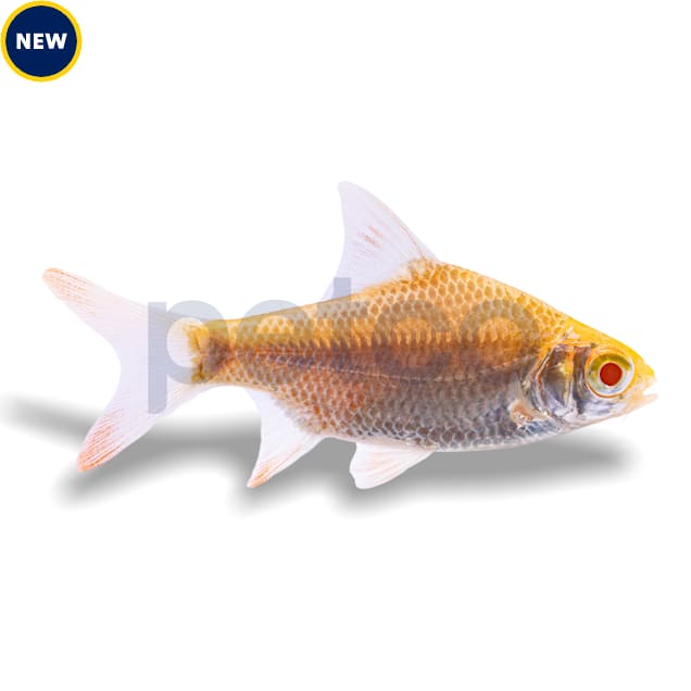 Red Tail Tinfoil Barb