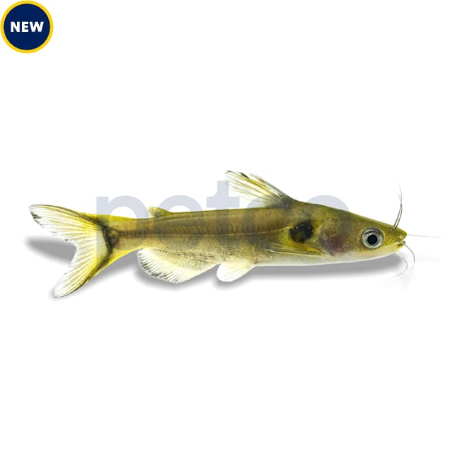Petco Freshwater Sun Catfish: Easy Care & Semi-Aggressive