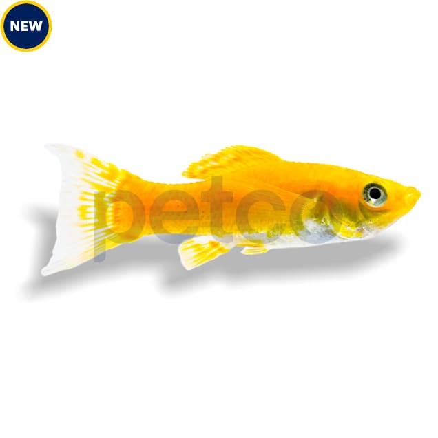 Mixed Lyretail Molly Fish for Freshwater & Community Tanks