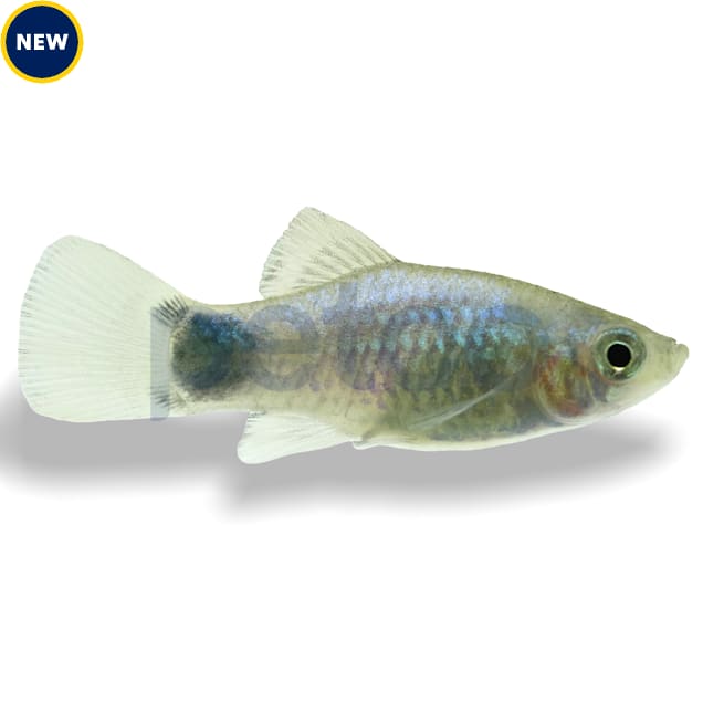 Blue Platy Fish for Freshwater Aquariums & Community Tanks
