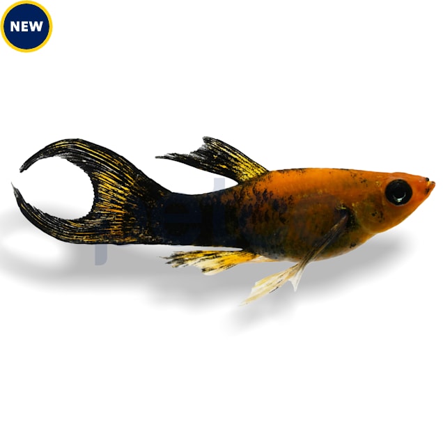 Golden Panda Lyretail Molly Fish for Freshwater Tanks