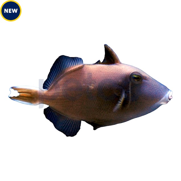 White Tip Trigger (Sufflamen chrysopterum) | Petco