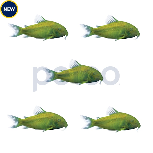 GloFish Yellow Corydoras Catfish 5-Pack for Freshwater Tanks