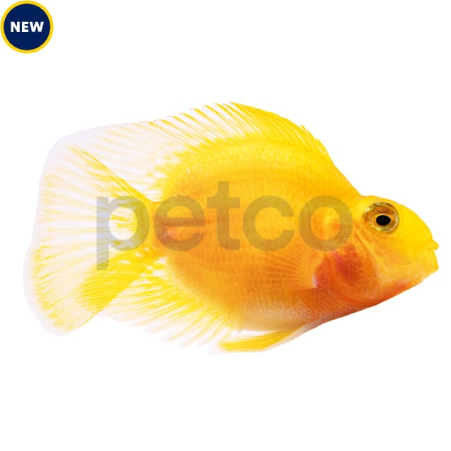 Yellow Parrot Fish Queen Parrotfish Wikipedia