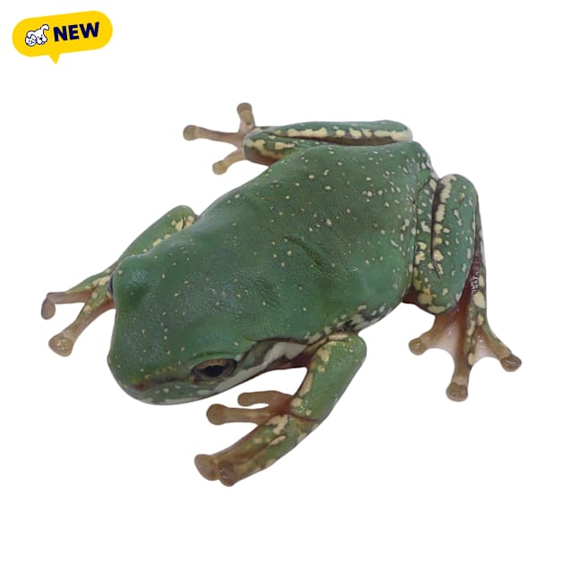 Snowflake White's Tree Frog(Litoria caerulea), 1.5" | Petco