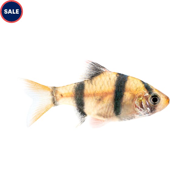 Petco Freshwater Tiger Barb Fish for Community Tanks