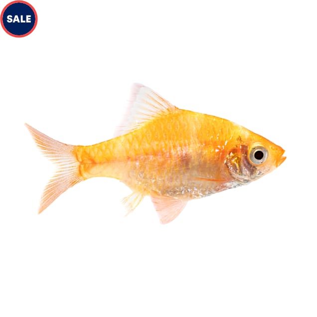 Petco Freshwater Albino Tiger Barb Fish for Aquariums