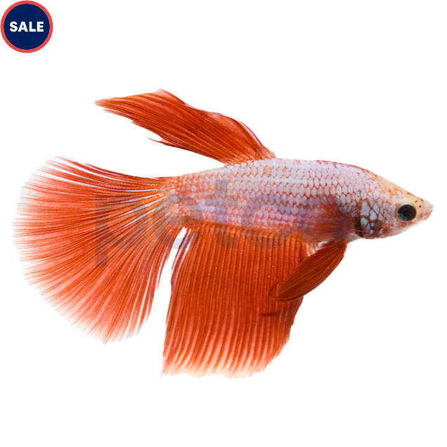 Male Deltatail Bettas for Sale: Order Online | Petco