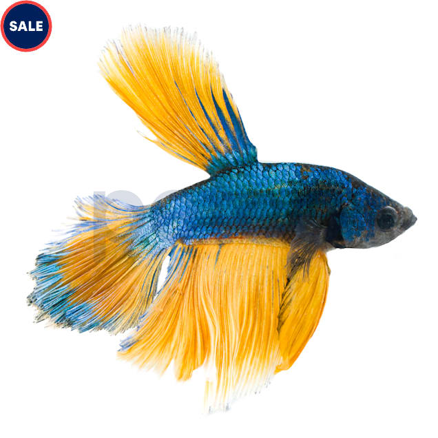 Male Halfmoon Betta Fish | Siamese Fighting Fish - Extra Large | Petco