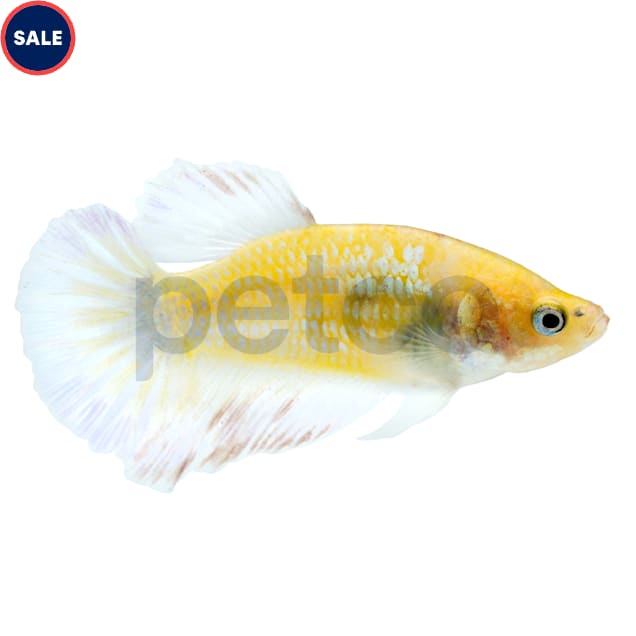 Female Veiltail Betta Fish | Siamese Fighting Fish - Extra Large | Petco