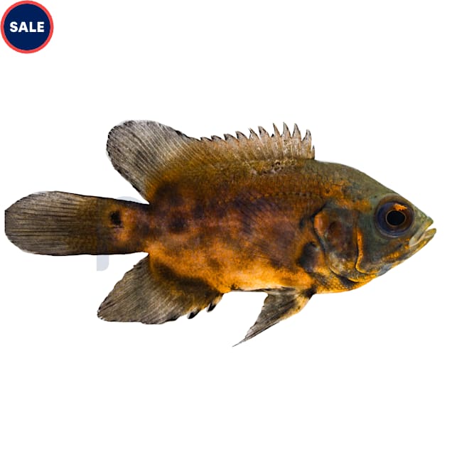 Petco Freshwater Red Tiger Oscar Cichlid - Vibrant & Aggressive