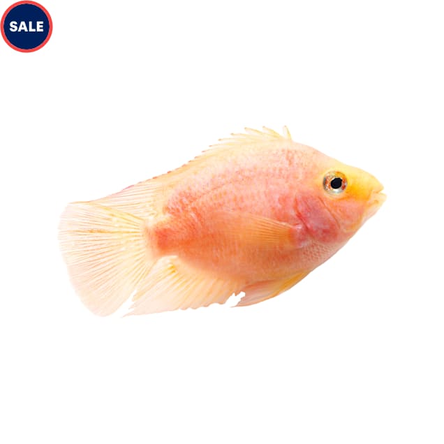 Red Devil Cichlid Fish for Freshwater Aquariums