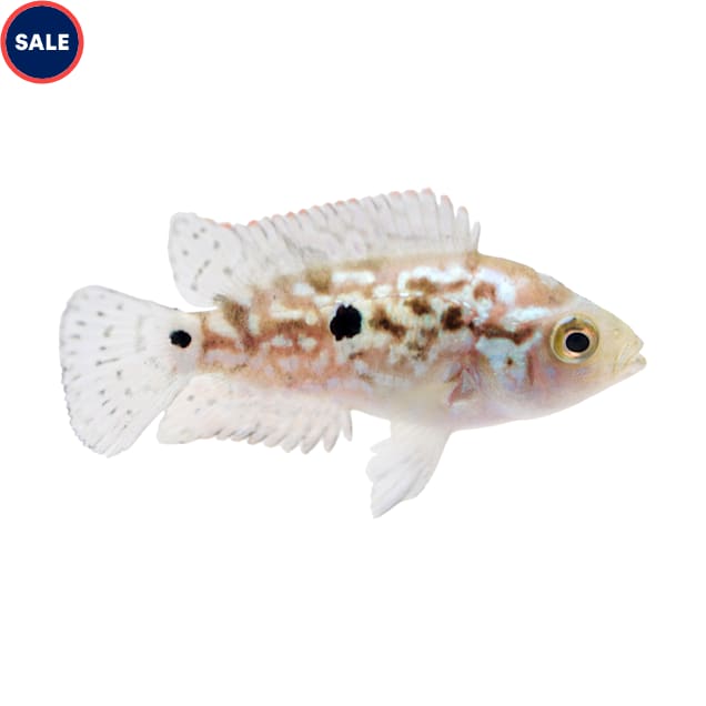 Petco Freshwater Jack Dempsey Cichlid - Easy Care & Colorful