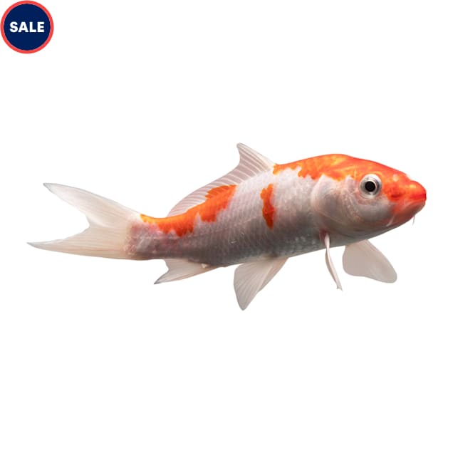 Koi For Sale - Small Grade A | Petco