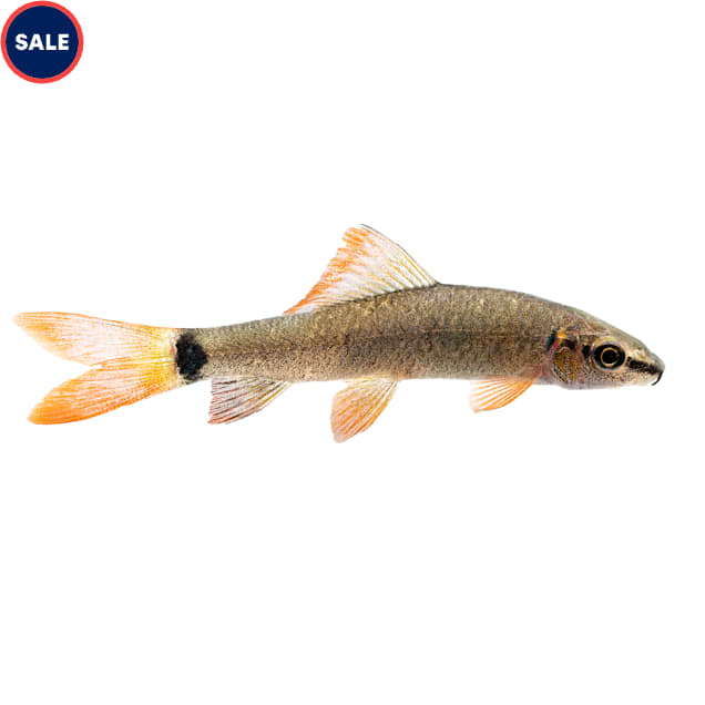 Petco Freshwater Rainbow Shark with Red Fins & Sleek Body