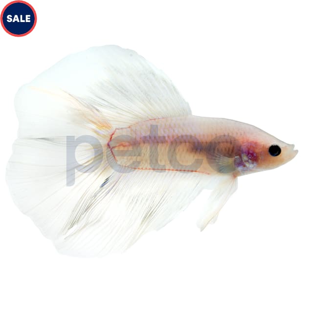 Male Doubletail Bettas for Sale: Order Online | Petco