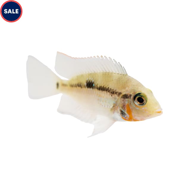 Petco Firemouth Cichlid Medium: Colorful & Semi-Aggressive