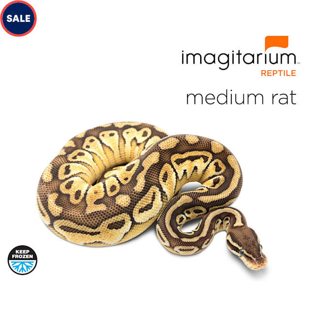 Frozen Medium Rat, Count of 10 | Petco