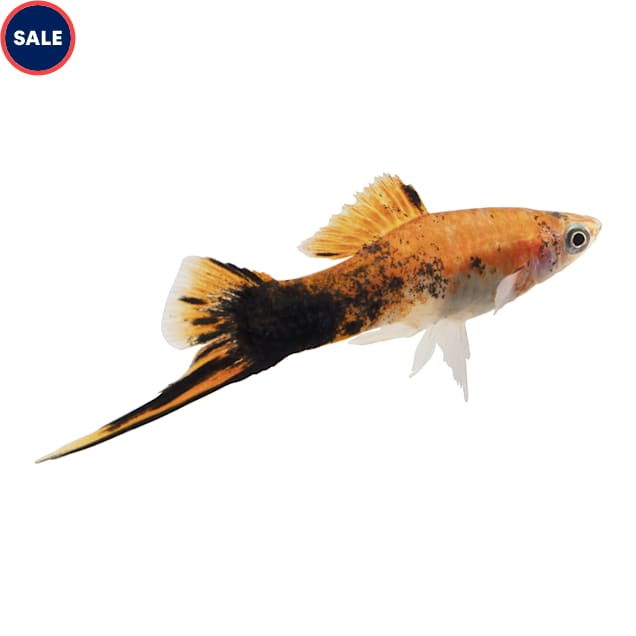 Sanshoku Koi Swordtail For Sale | Petco