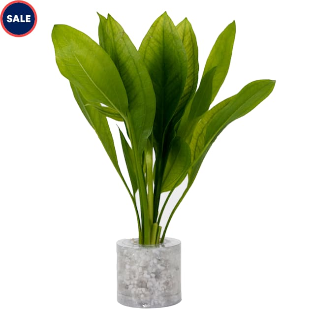 Compacta Sword (Echinodorus blehri 'Compacta') - Small | Petco