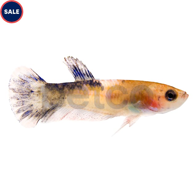 Baby Boy Bettas for Sale: Order Online | Petco