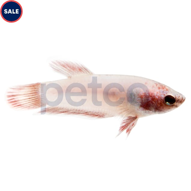 Baby Girl Bettas for Sale: Order Online | Petco