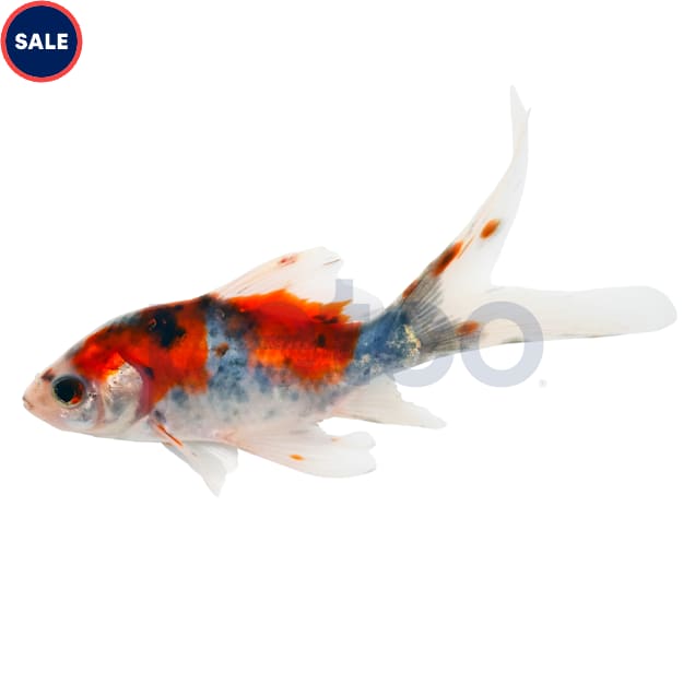 Tricolor Shubunkin Goldfish For Sale | Petco