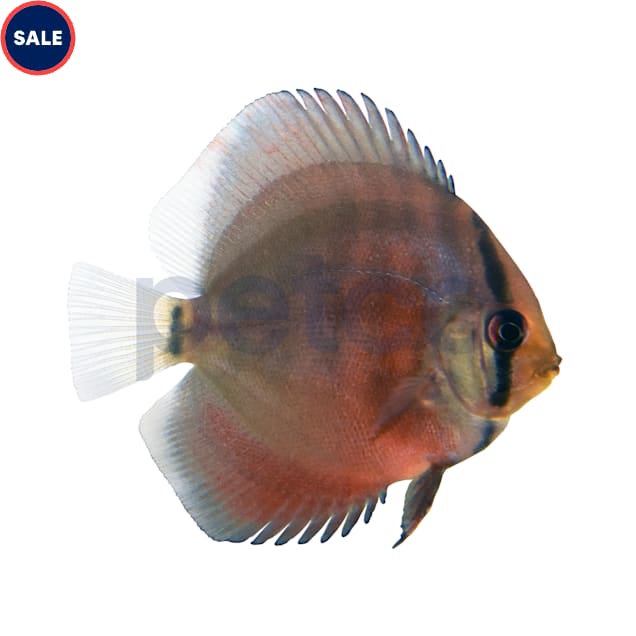 Petco San Merah Discus Freshwater Aquarium Fish