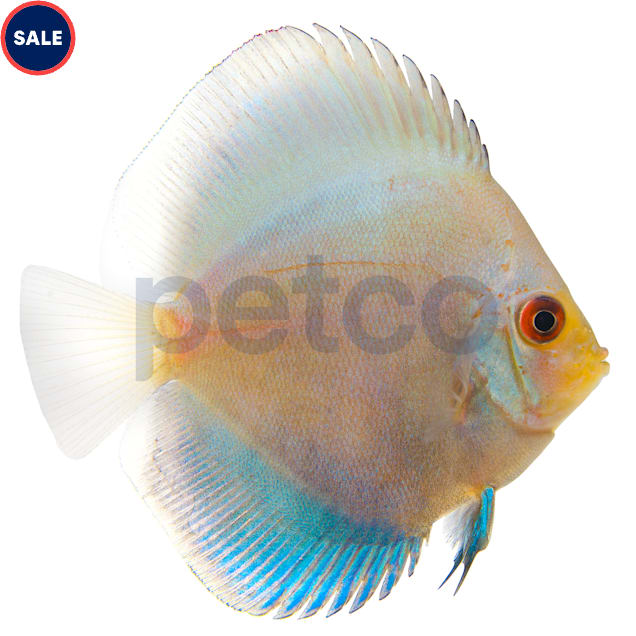 Petco Powder Blue Discus Fish for Freshwater Aquariums