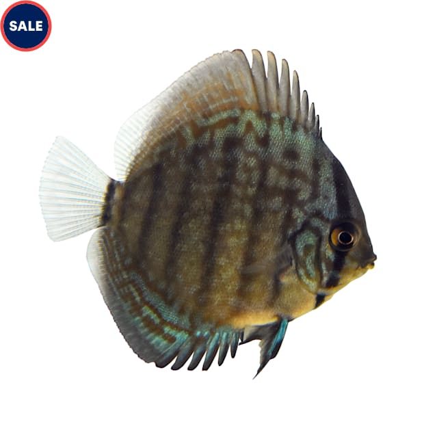 Petco Blue Turquoise Discus Fish for Freshwater Aquariums