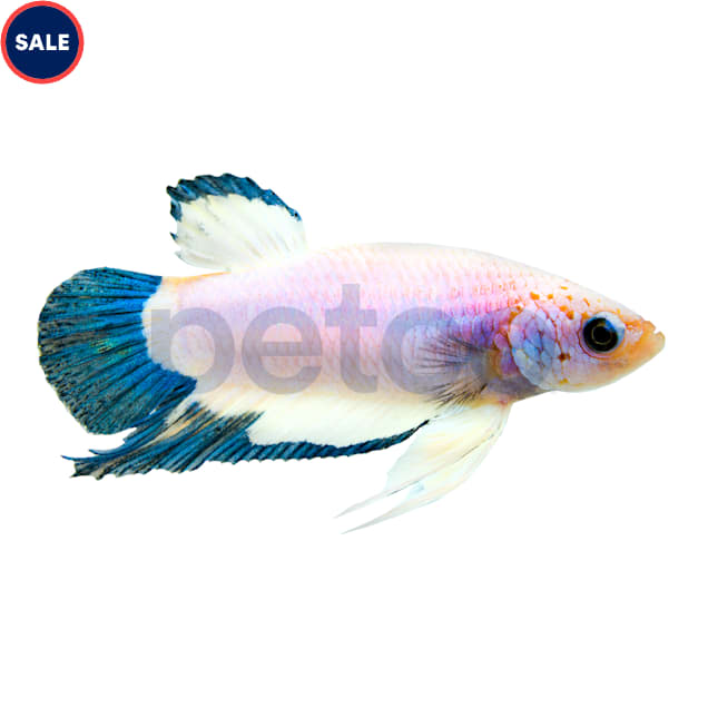 Male Blue Marble Bettas for Sale: Order Online | Petco