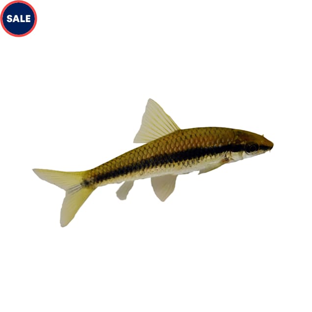 Flying Fox For Sale | Petco