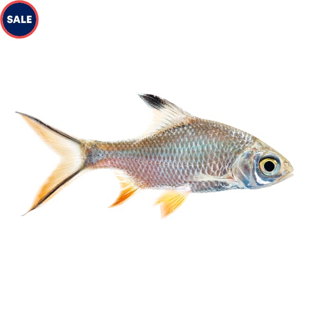 Petco Freshwater Tinfoil Barb Fish with Red Fins & Tail