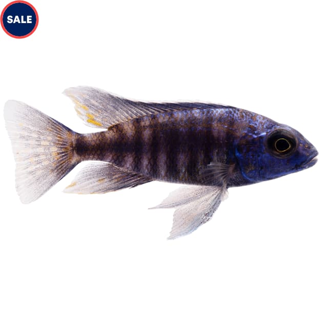 Petco Freshwater Blue Peacock Cichlid for Easy Care & Color