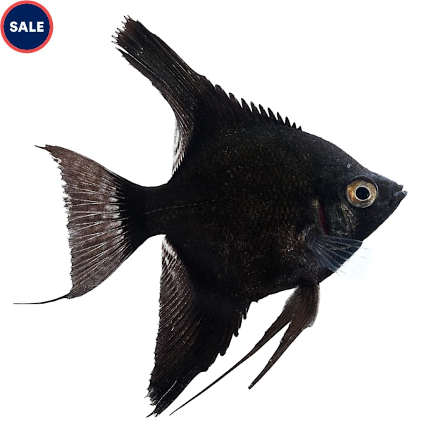 Petco Black Angelfish for Freshwater & Easy Care