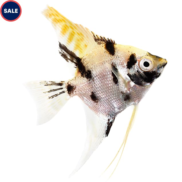 Petco Freshwater Tricolor Angelfish - Easy Care & Vibrant