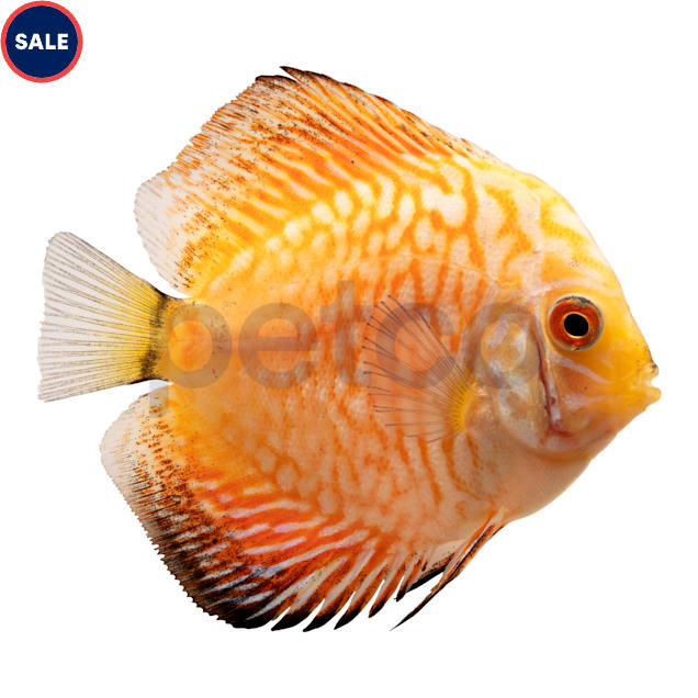 Red Checkerboard Discus For Sale - Small - 4.75 - 5" | Petco