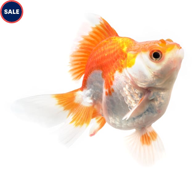 JUMBO RYUKIN GOLDFISH FOR SALE 4-5" | PETCO