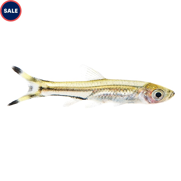 Scissortail Rasbora Fish: Silver Freshwater & Schooling