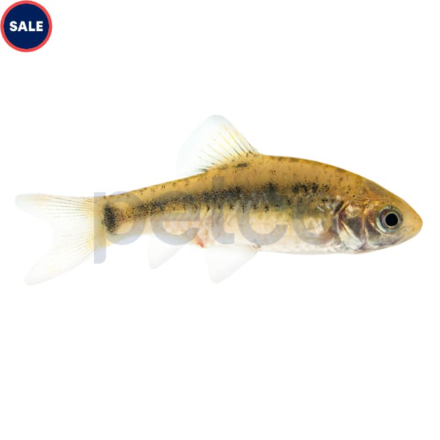 Petco Chinese Gold Barb - Easy-Care Freshwater Fish
