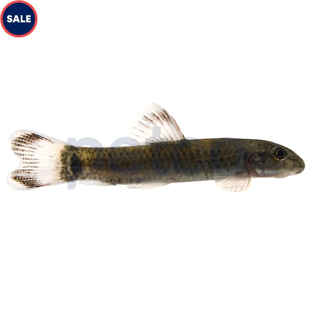 Panda Garra Fish: Freshwater & Semi-Aggressive