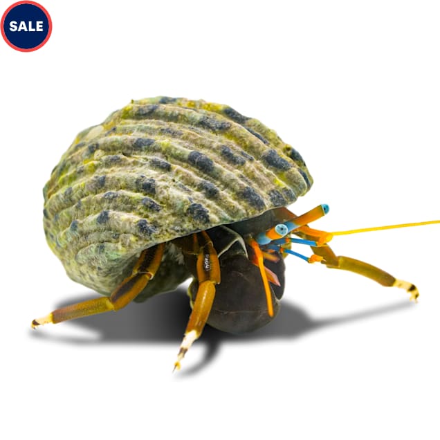 Zebra Hermit Crab For Sale | Petco