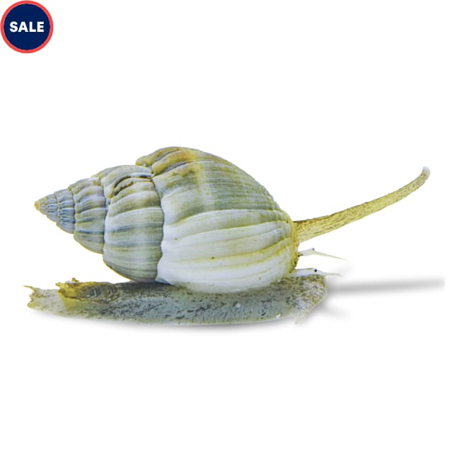 Nassarius Snail For Sale | Petco