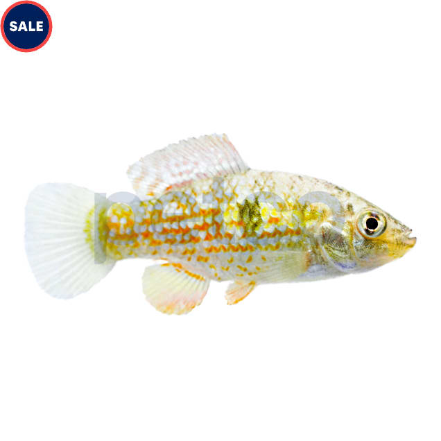American Flagfish for Algae Control & Pond Beauty