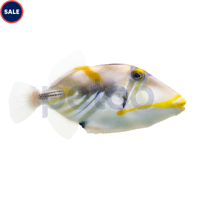 Picasso Trigger For Sale | Petco