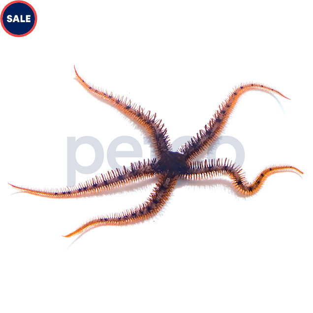 Red Brittle Star For Sale | Petco
