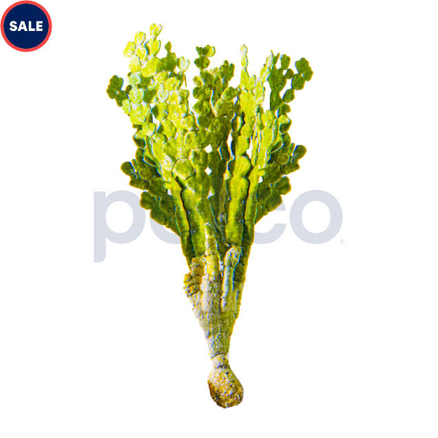 Halimeda Plant (Halimeda sp.) | Petco