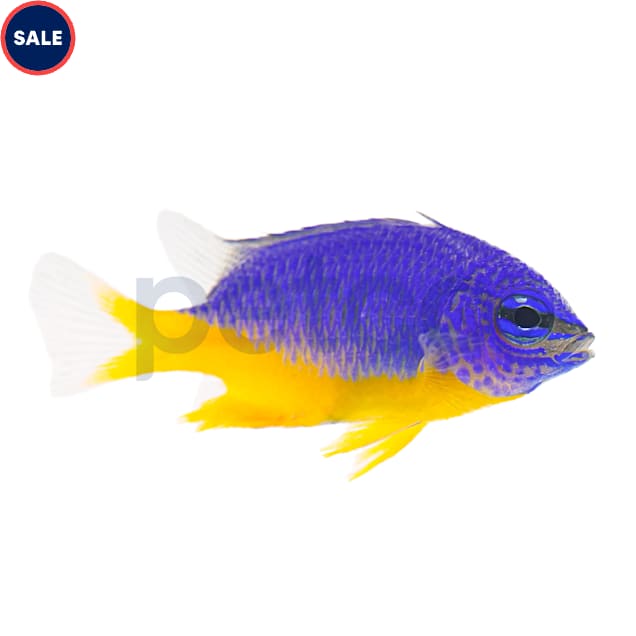 Azure Damsel For Sale | Petco